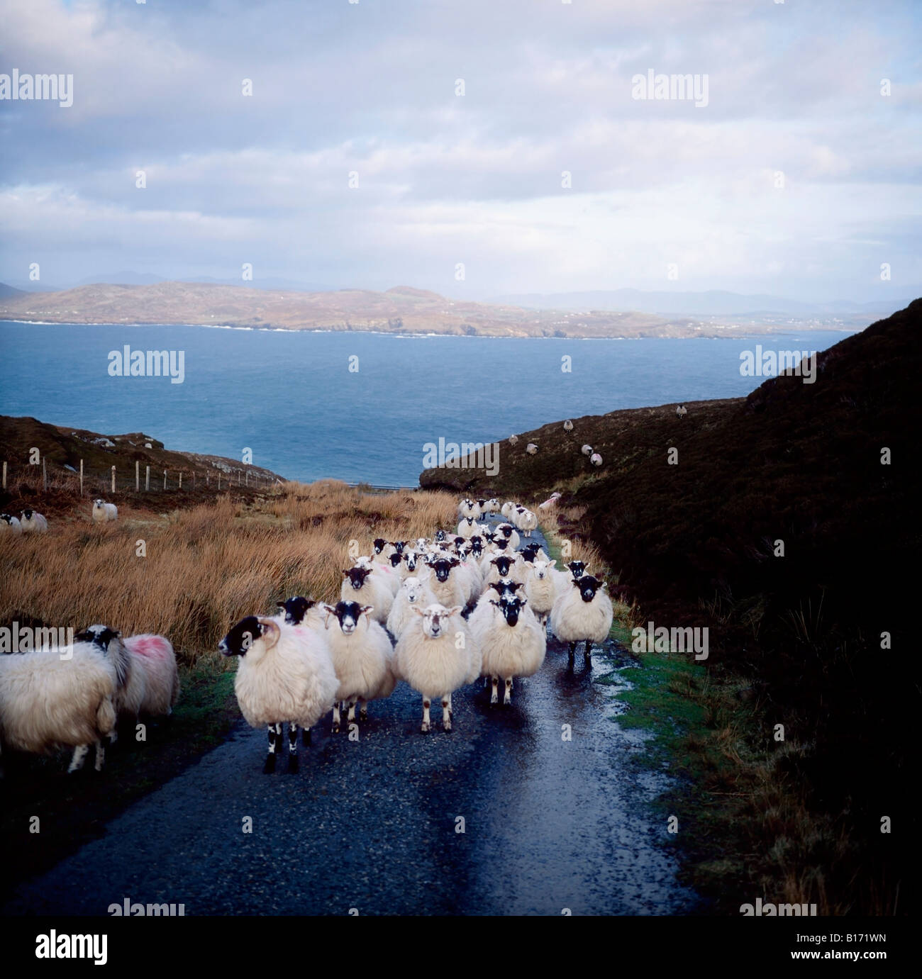 Sheep on Horn Head, Co Donegal, Ireland Stock Photo - Alamy
