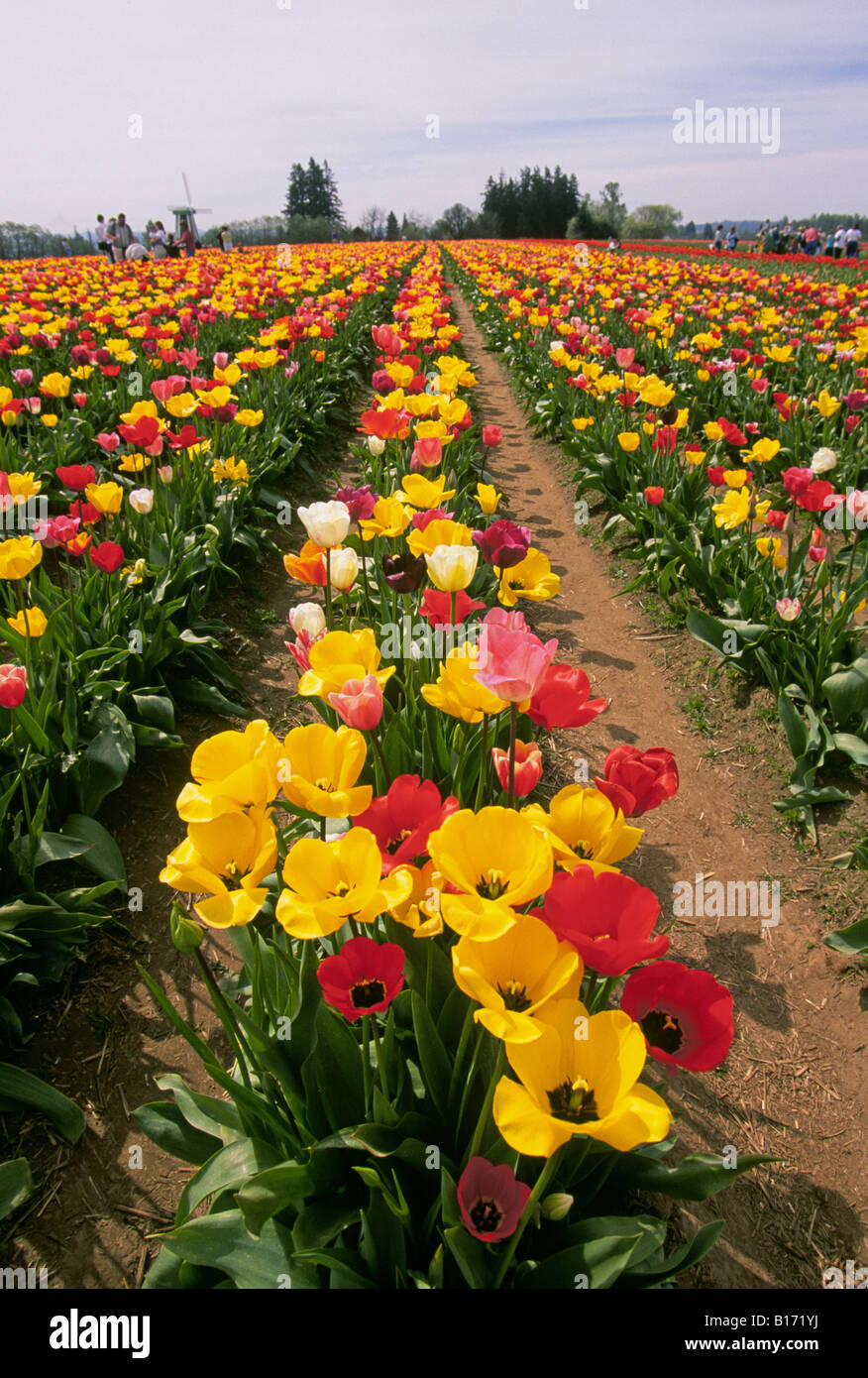Visitors enjoy the brightly colored tulip fields of a tulip farm in ...
