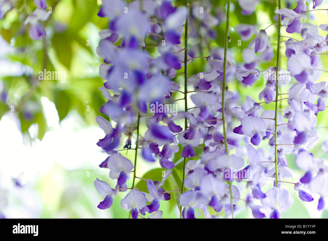 sinensis or chinese wisteria vine in bloom Stock Photo - Alamy