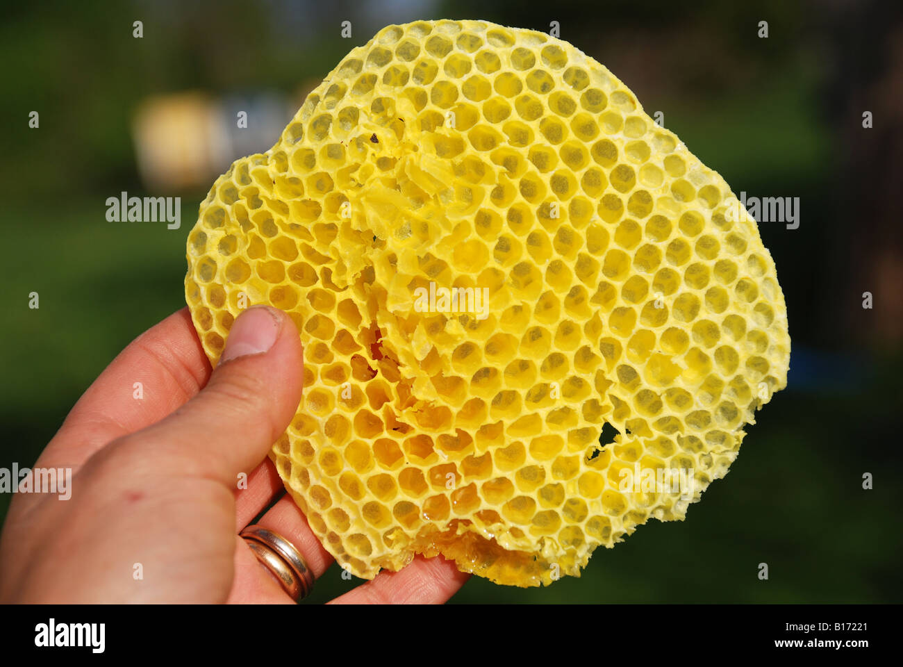 Almost round honey comb Stock Photo - Alamy