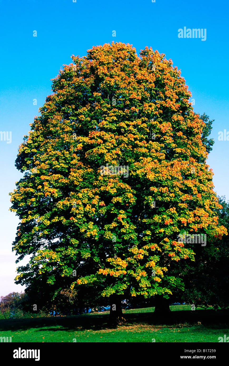 Woodyplants hi-res stock photography and images - Alamy