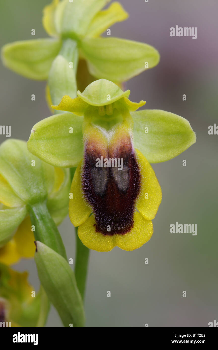 Yellow Ophrys - Ophrys lutea Stock Photo - Alamy