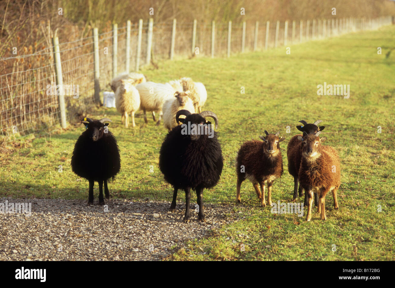 Rare breed sheep varieties on winter morning Stock Photo - Alamy
