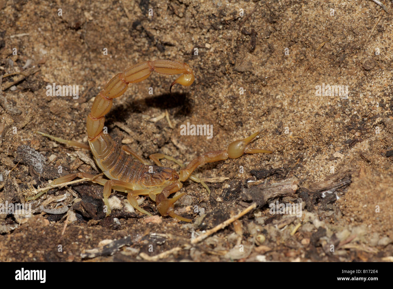Scorpion - Buthus occitanus Stock Photo - Alamy