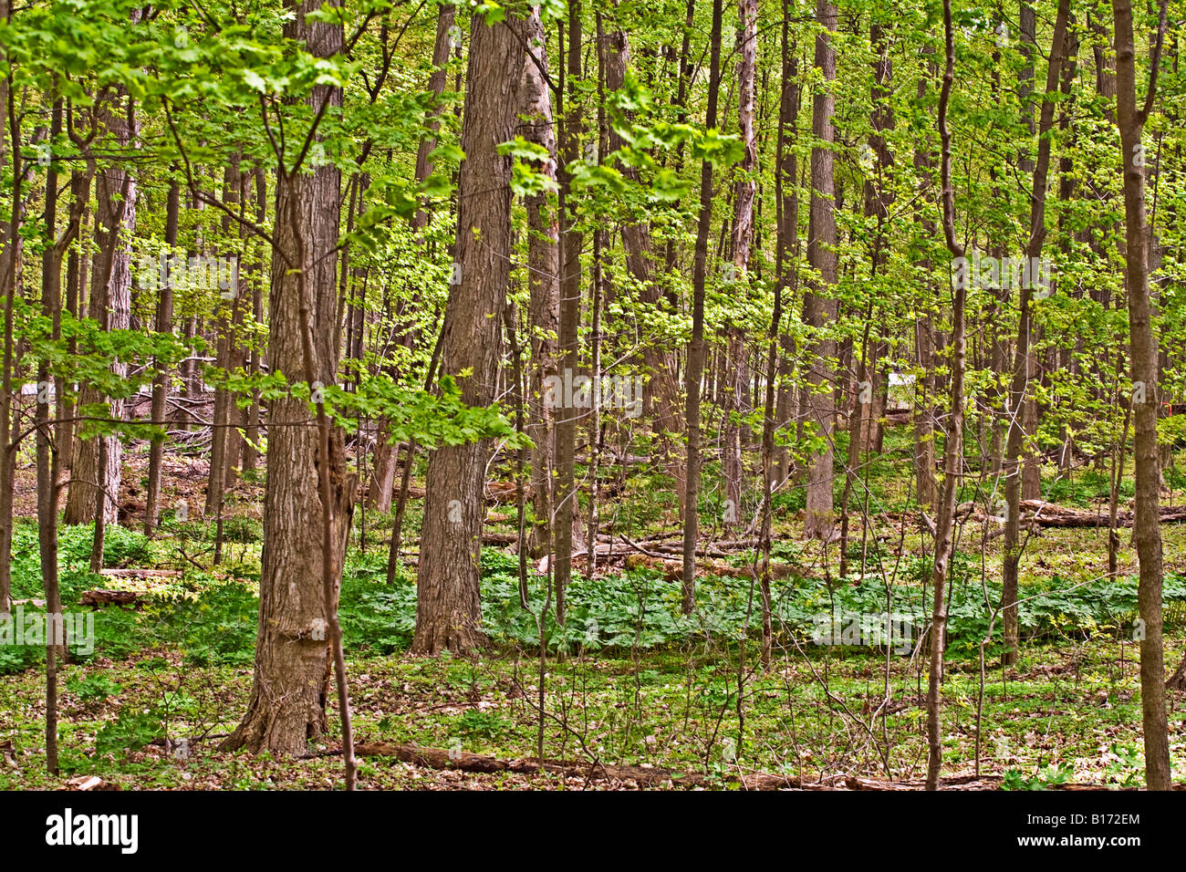 picture ofthe forest with green grass Stock Photo - Alamy