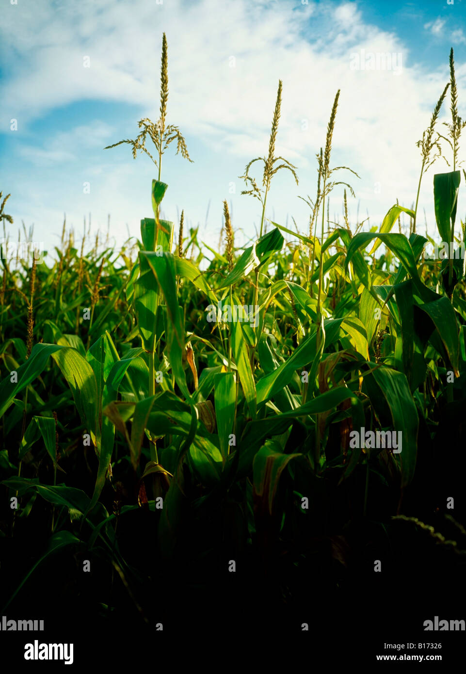 Corncrops hi-res stock photography and images - Alamy