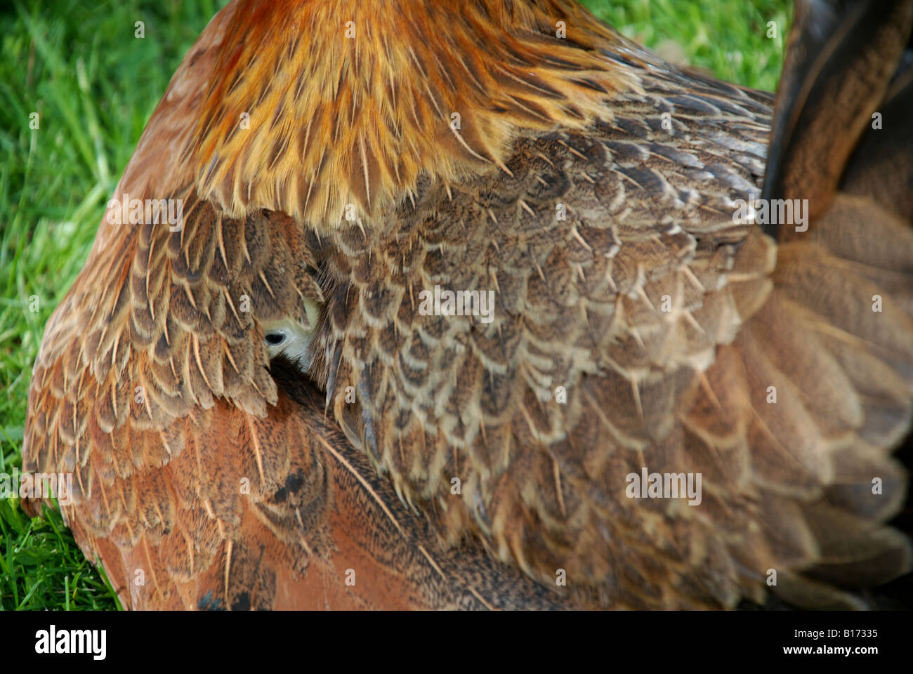 Chicken under a hen wing Stock Photo - Alamy