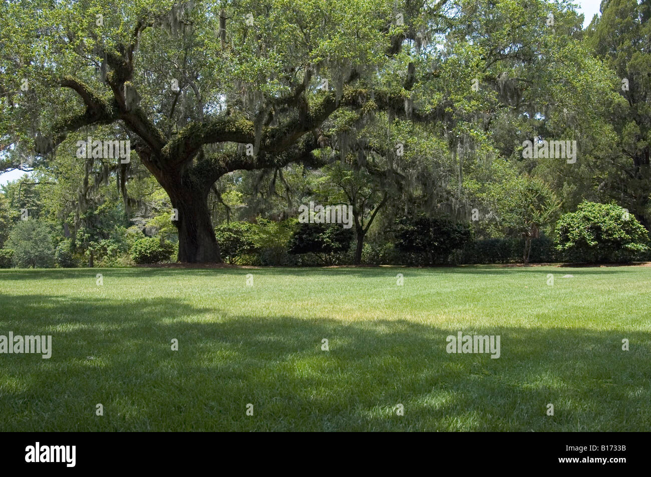 Aok tree hi-res stock photography and images - Alamy