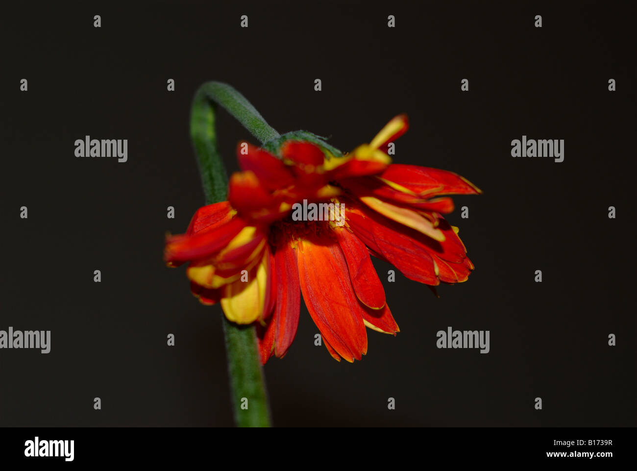 Dying gerbera flower hi-res stock photography and images - Alamy