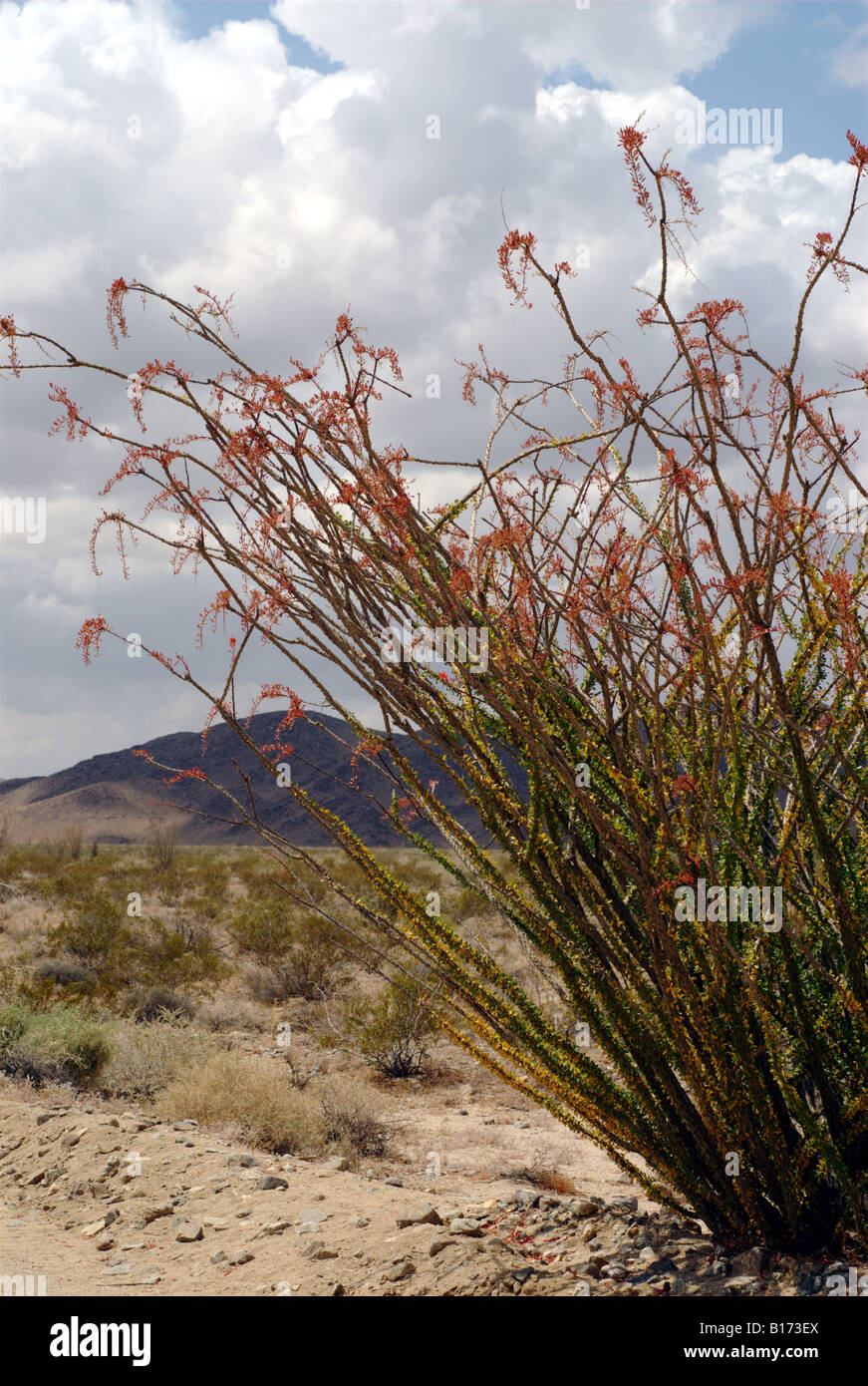 Ocotillo Tree, Joshua Tree National Park, California, USA Stock Photo ...