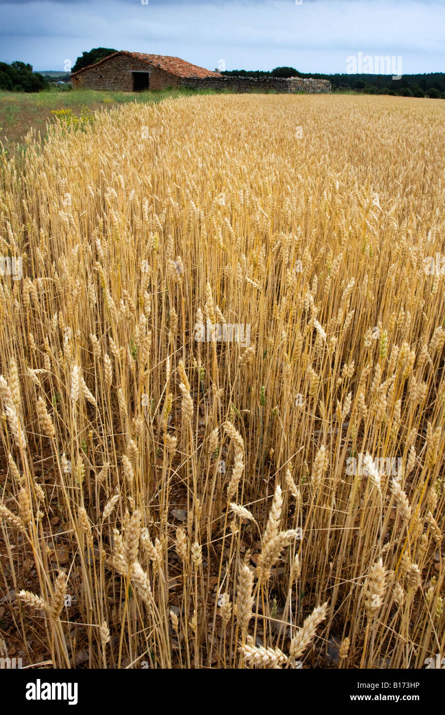 Wheatfields and europe hi-res stock photography and images - Alamy