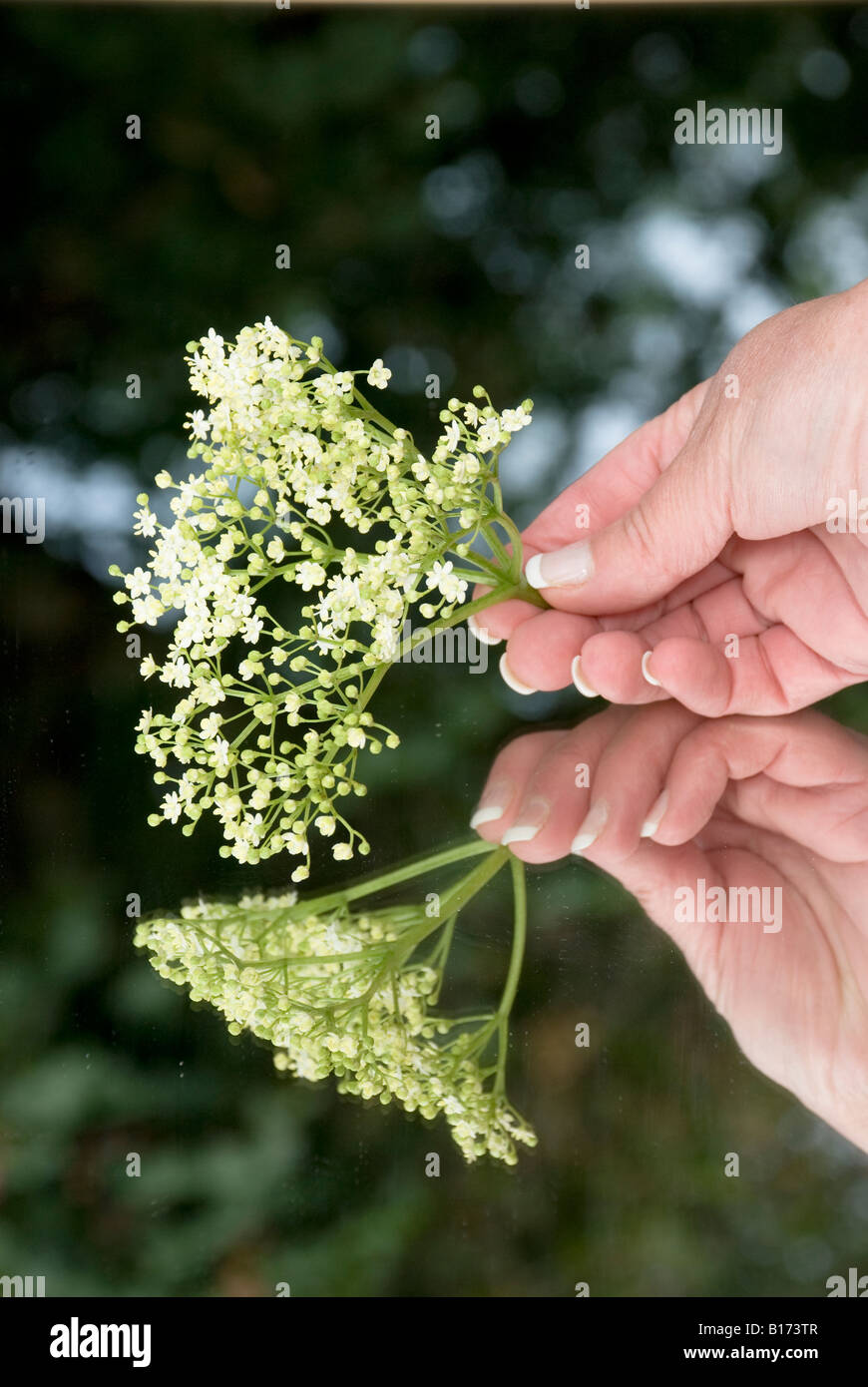 Female flower cluster hi-res stock photography and images - Alamy