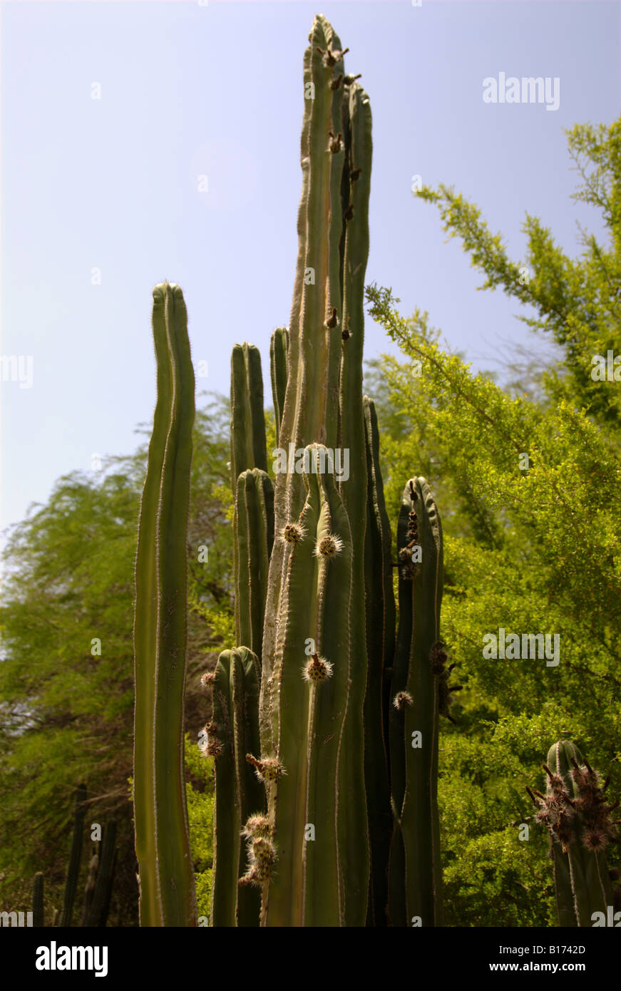 Mexican Fence Post Cactus Cactaceae Stenocereus Marginatus Stock Photo ...