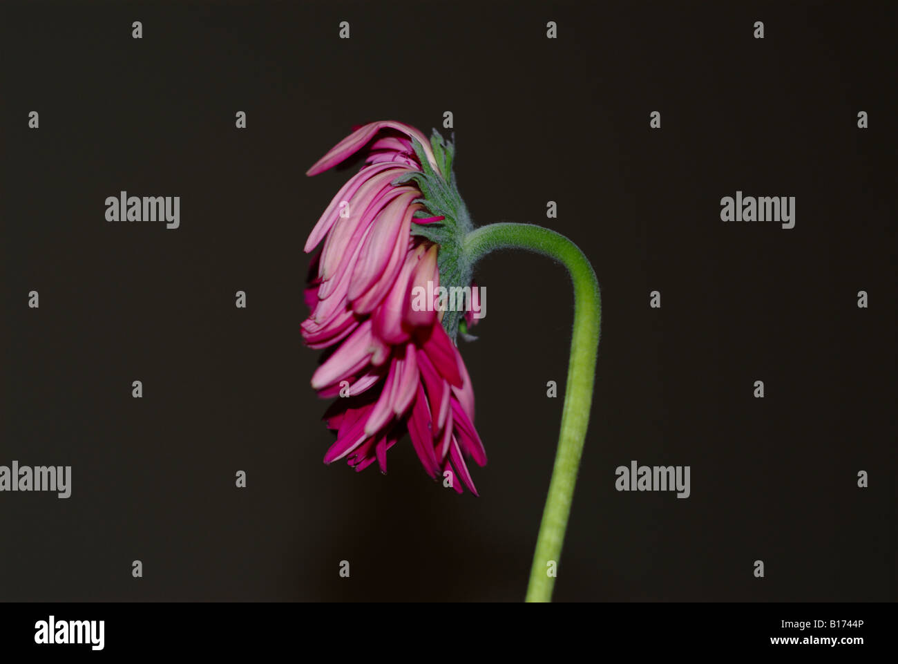 Drooping petals hi-res stock photography and images - Alamy