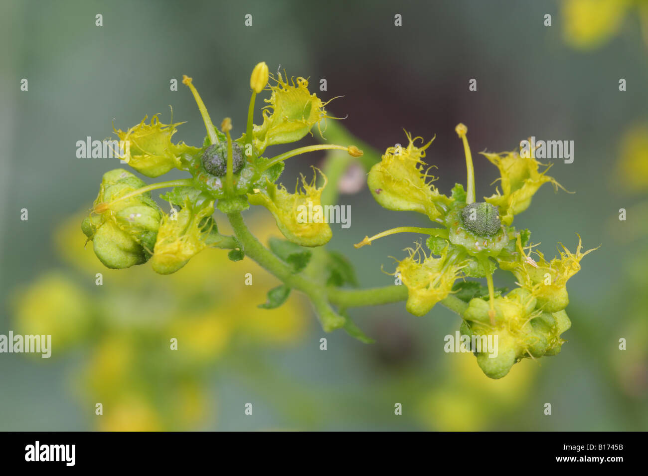 Fringed Rue - Ruta chalepensis Stock Photo - Alamy