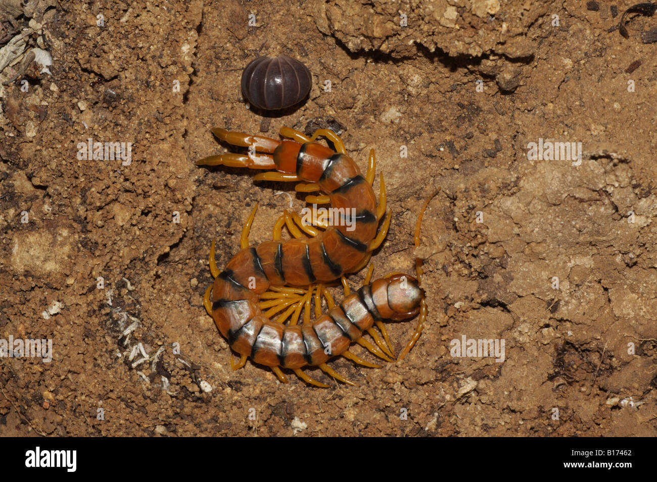 Centipede - Scolopendra cingulatus Stock Photo - Alamy