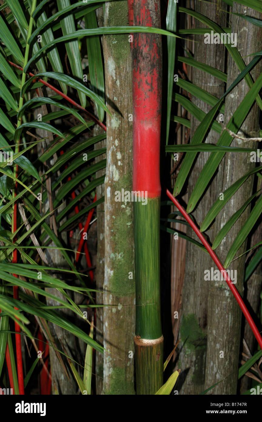 Wax tree hi-res stock photography and images - Alamy