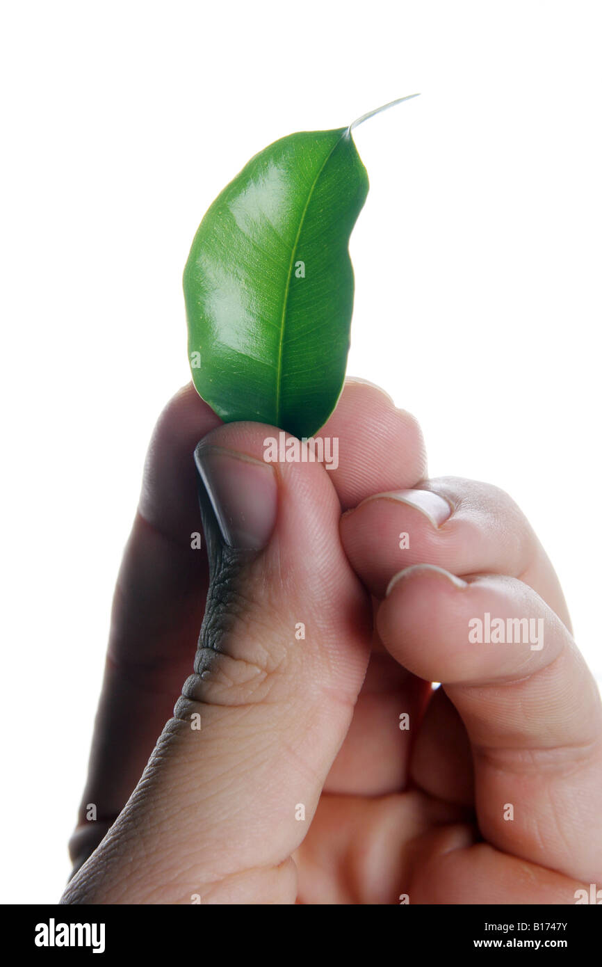 Hand holding a leaf Stock Photo - Alamy