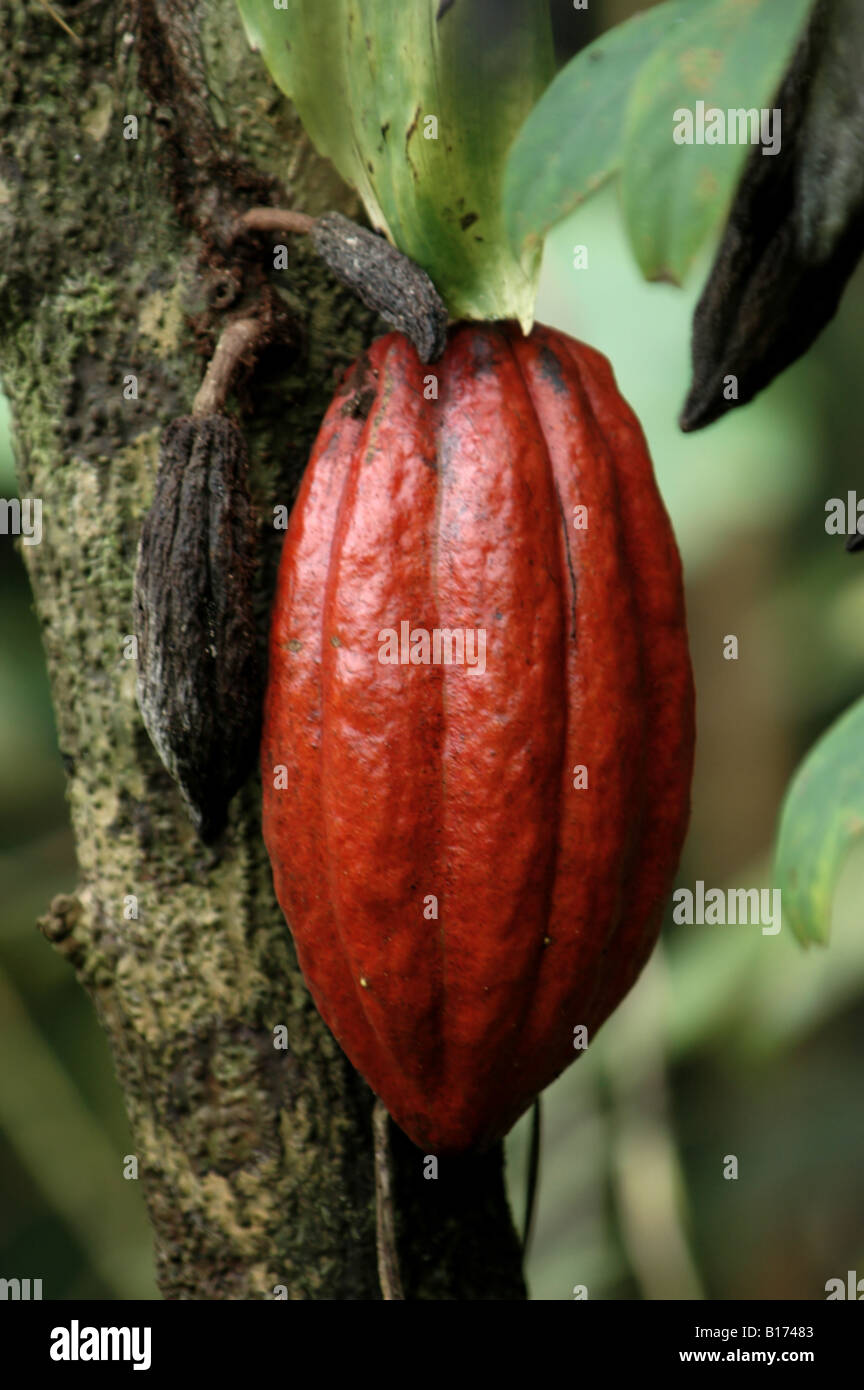 Bean of cocoa hi-res stock photography and images - Alamy