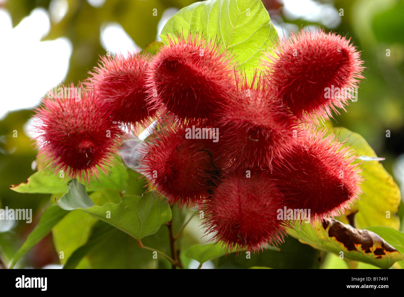 lipstick flower seeds Stock Photo - Alamy