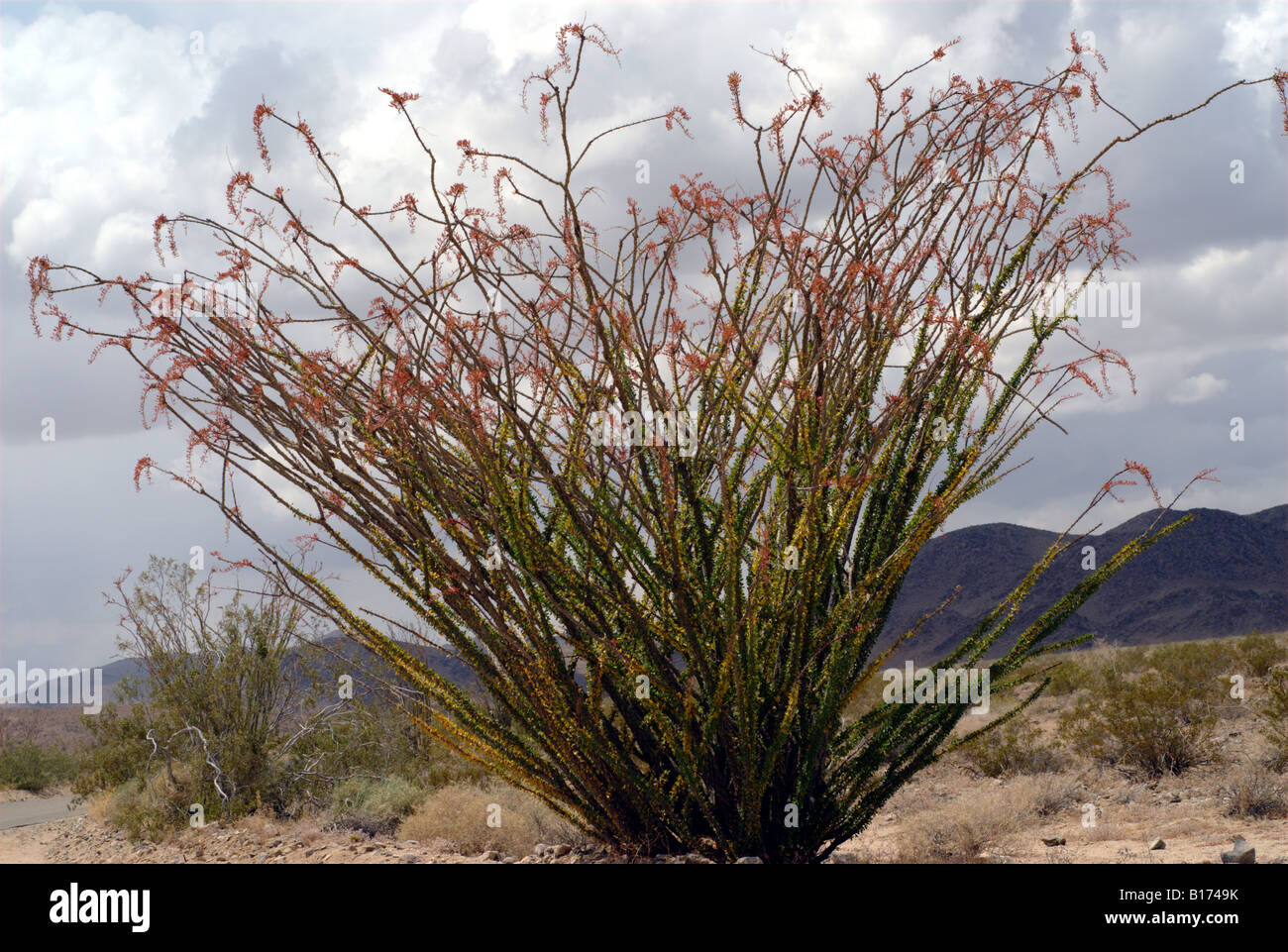Ocotillo joshua tree national park hi-res stock photography and images ...