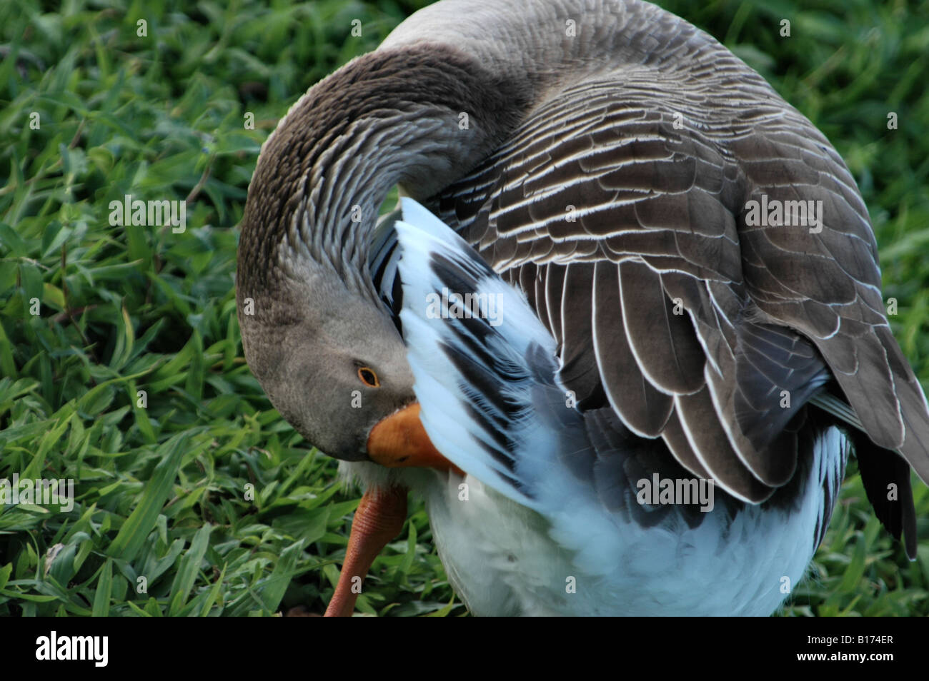 Preening itself hi-res stock photography and images - Alamy