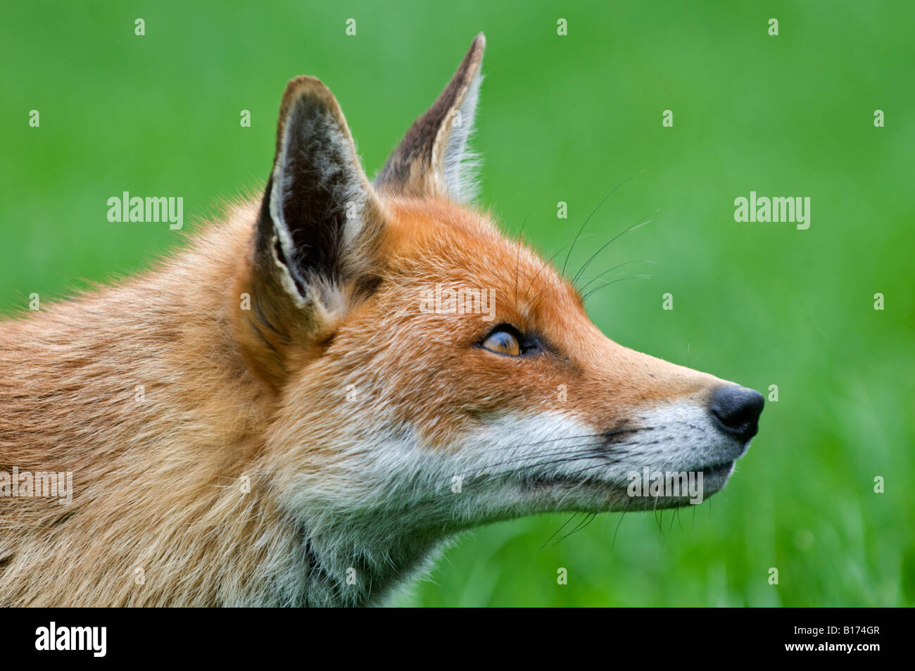 Fox: Vulpes vulpes Stock Photo - Alamy