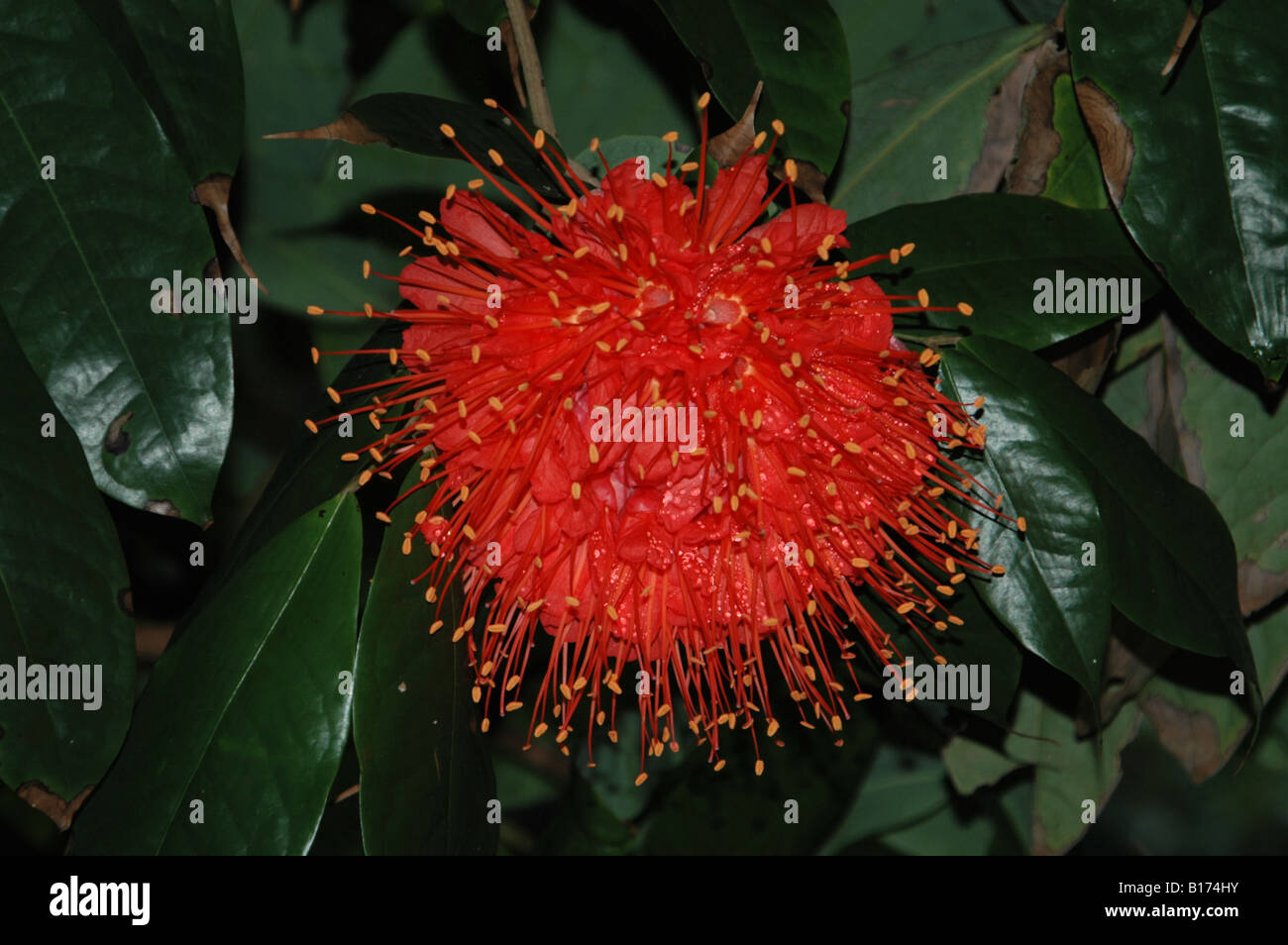 panama red flower Stock Photo - Alamy