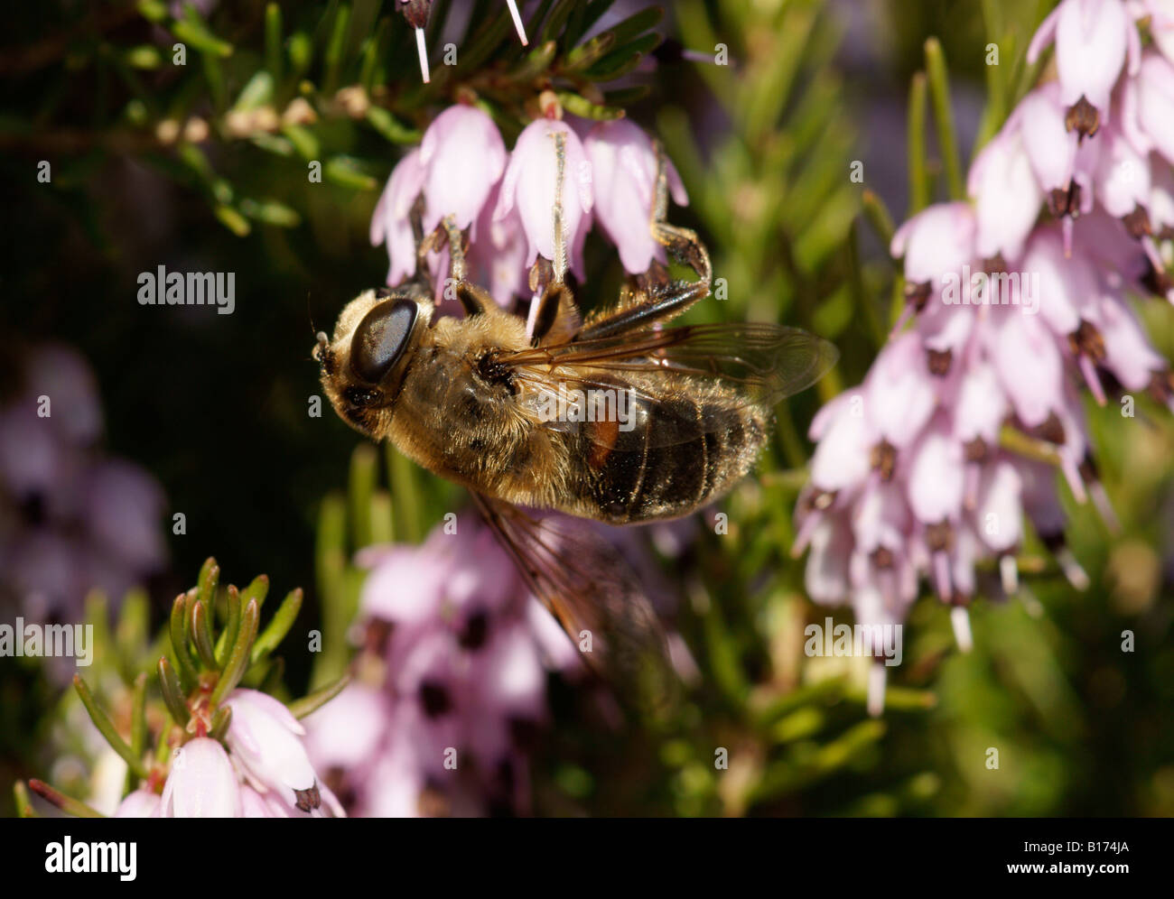 Honey bee feeding on heather Stock Photo - Alamy