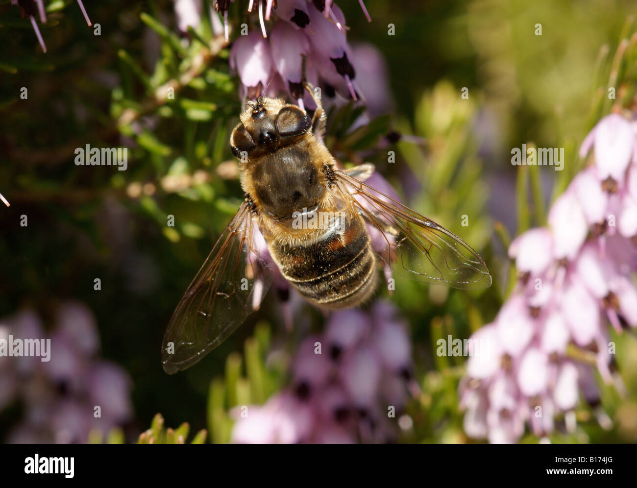 Honey bee feeding on heather Stock Photo - Alamy