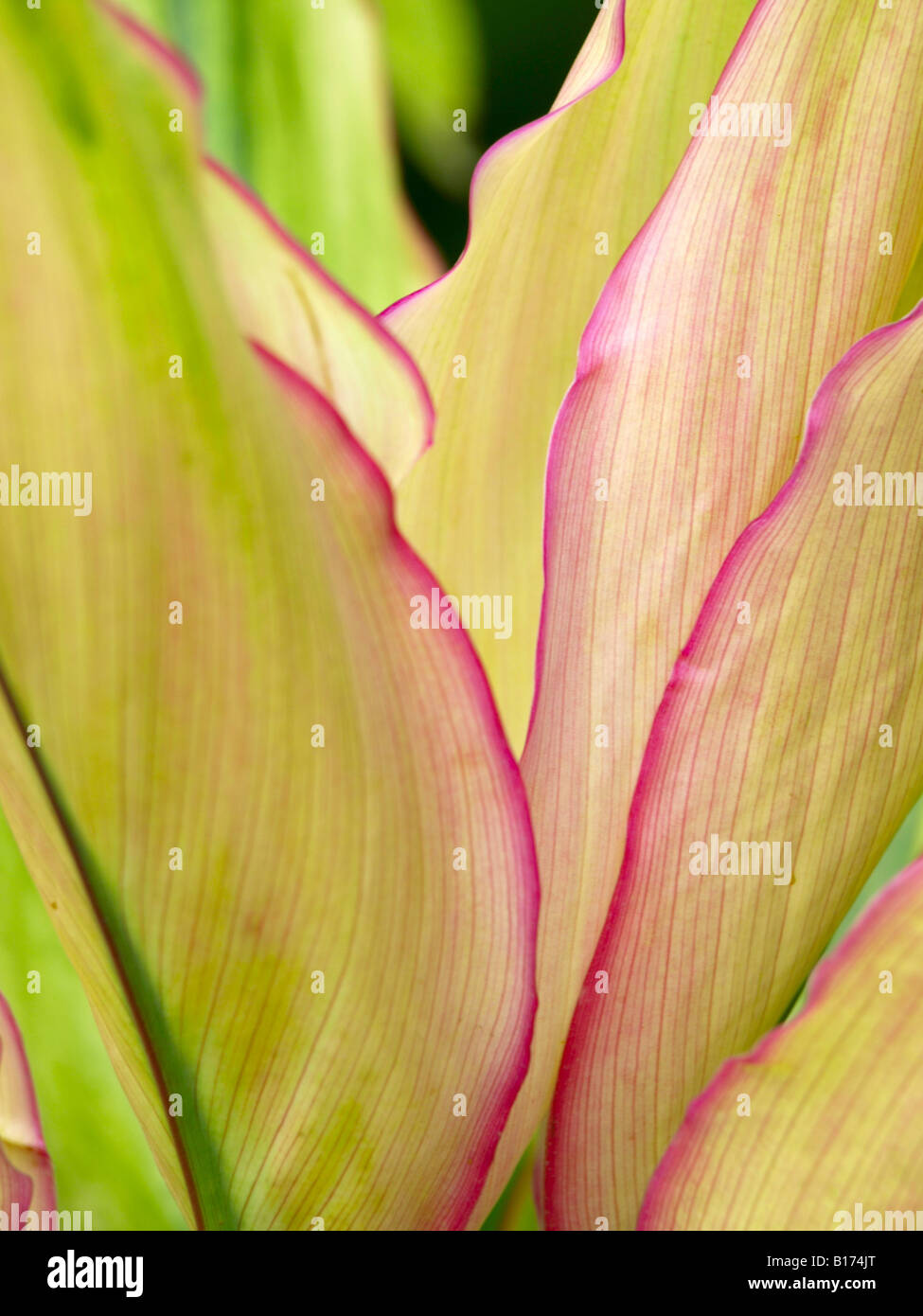 Hawaiian ti hi-res stock photography and images - Alamy