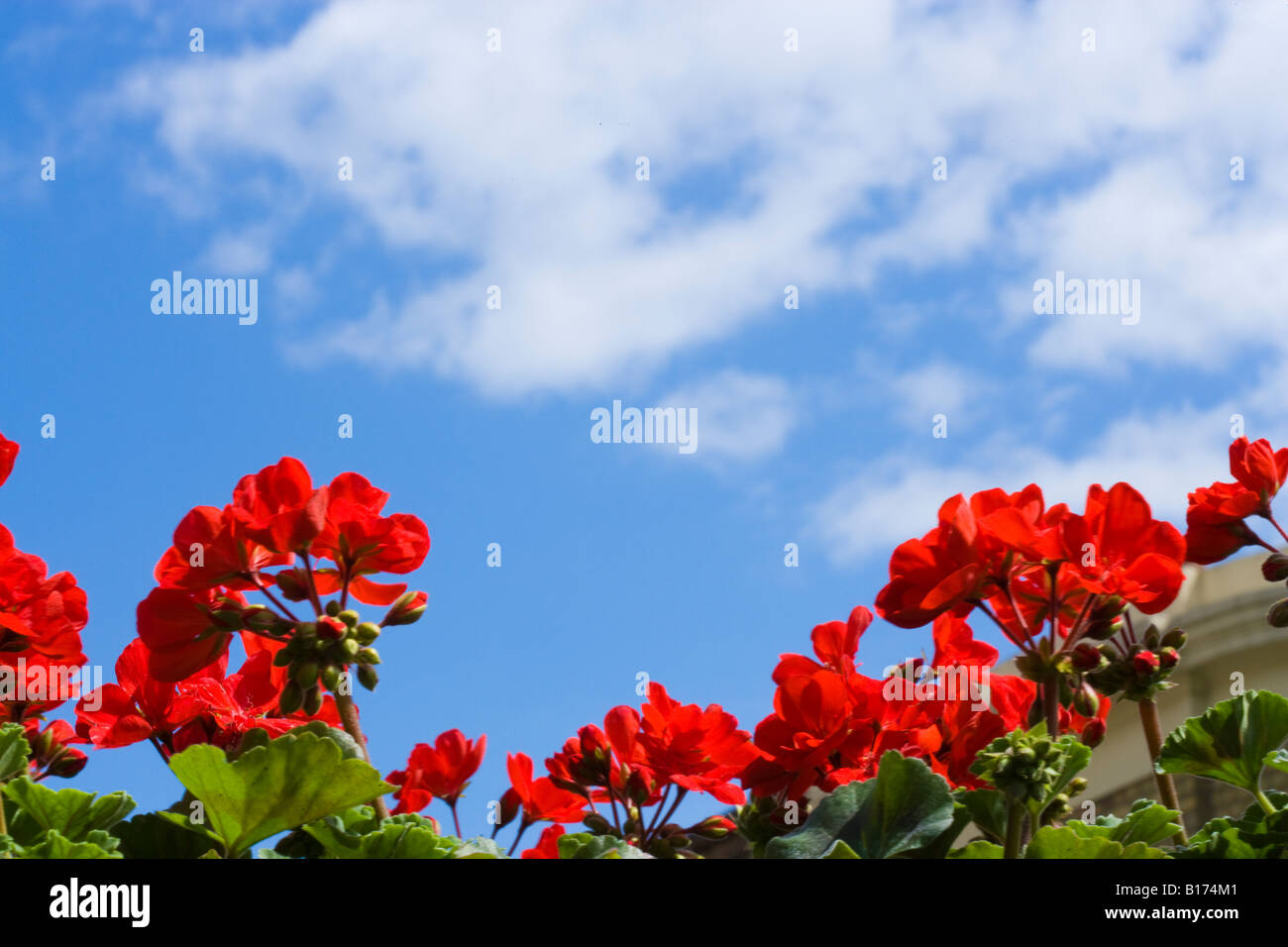 flowers and sky Stock Photo - Alamy