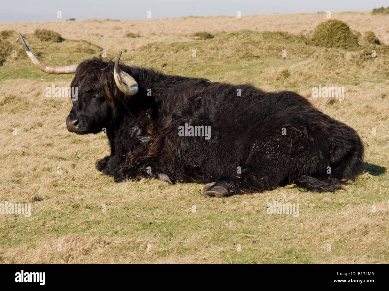 Longhorn cow resting Stock Photo - Alamy