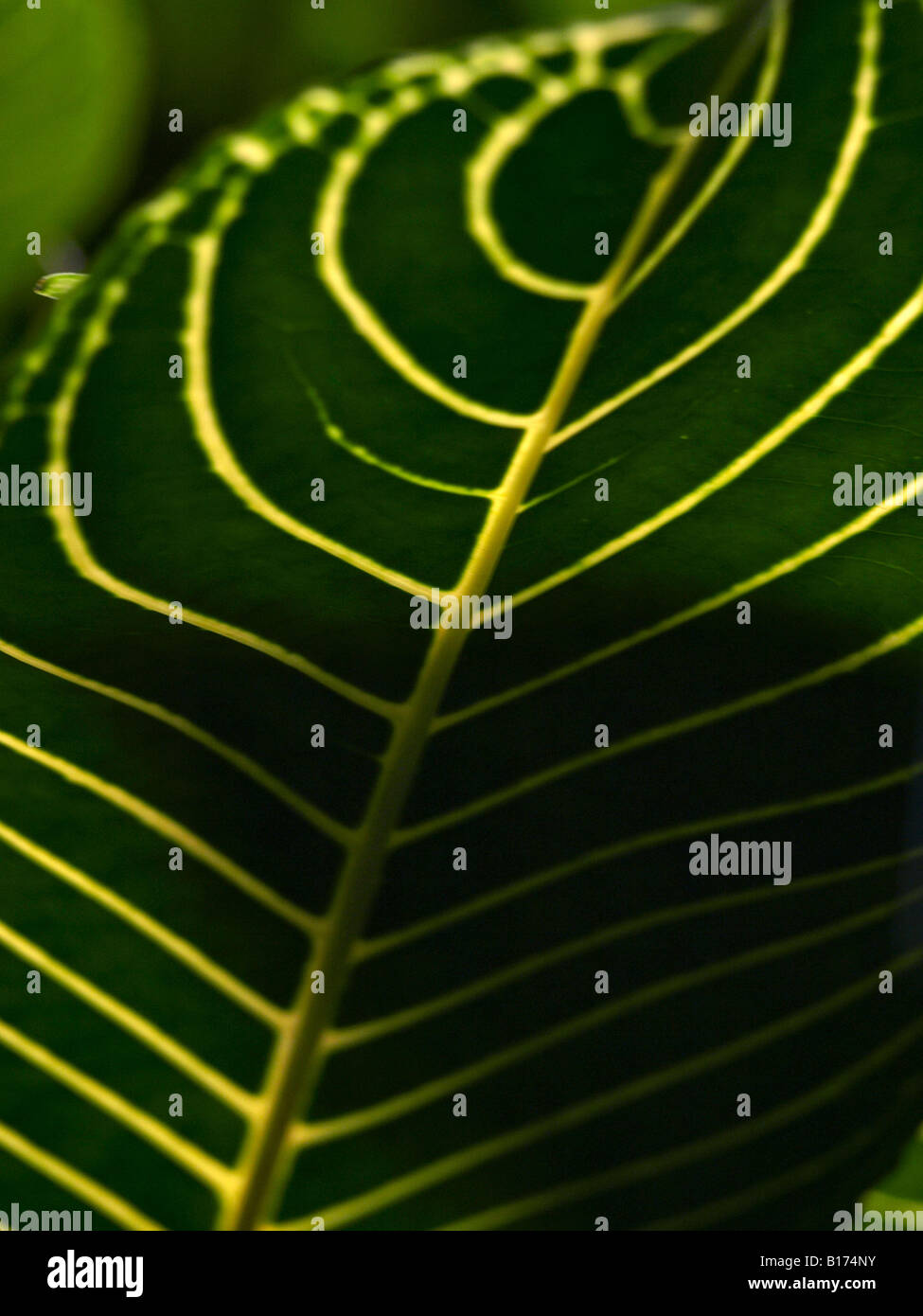 Yellow and green lines hi-res stock photography and images - Alamy