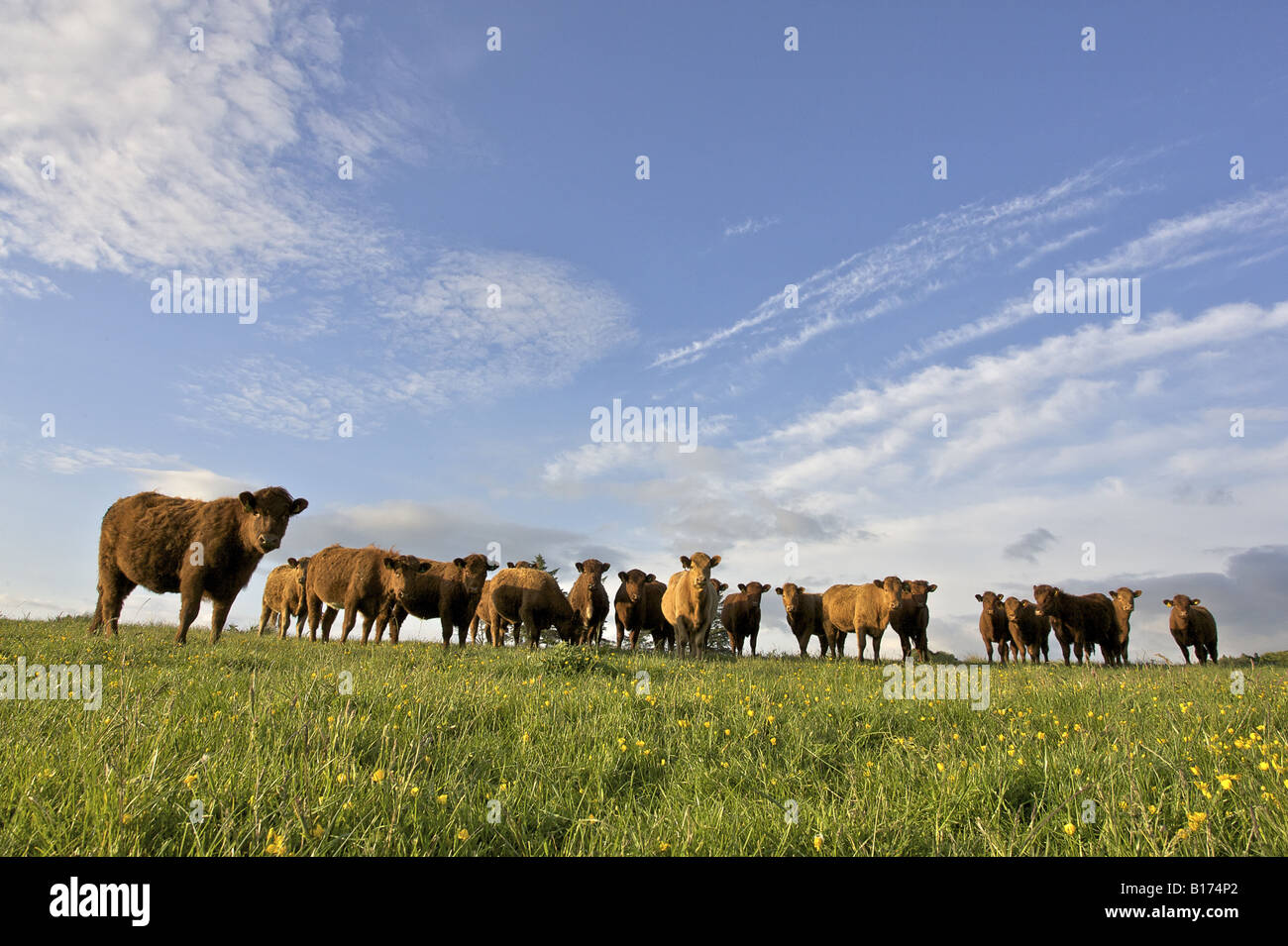 Luing cattle in a pasture field with a blue sky background Stock Photo ...