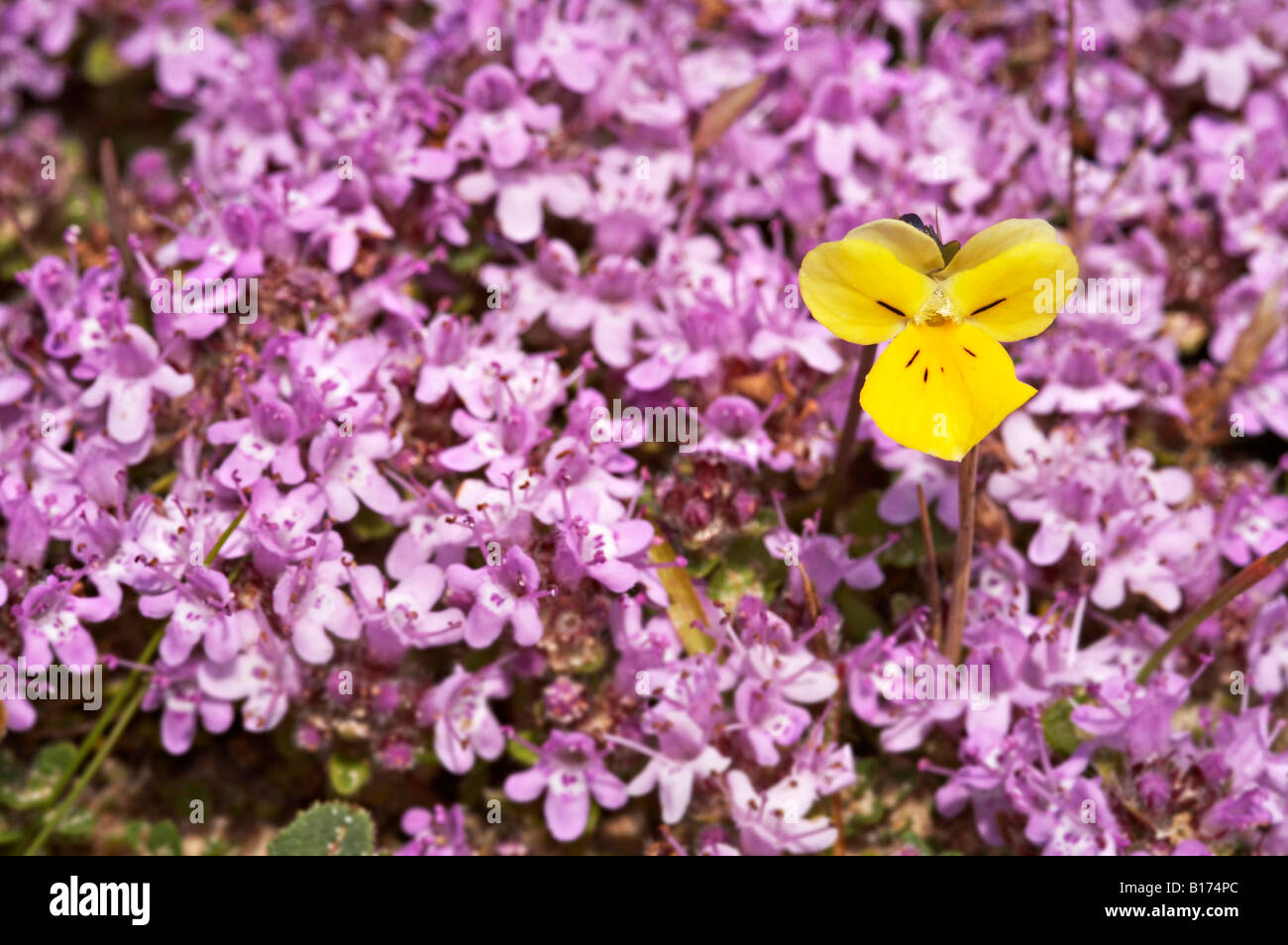 Flowers Whiteford Burrows Gower Stock Photo - Alamy