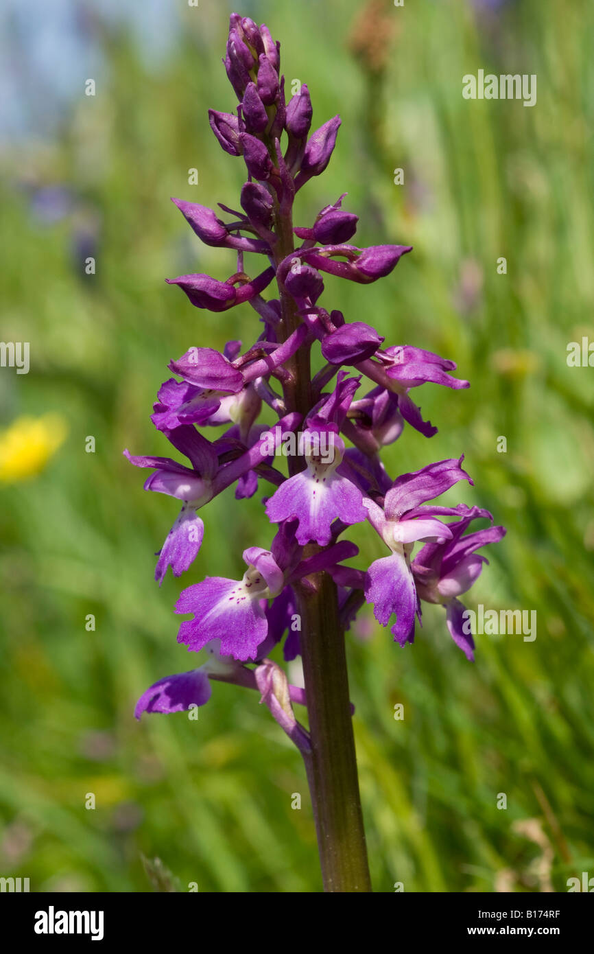 Early Purple Orchid, Orchis mascula Stock Photo - Alamy