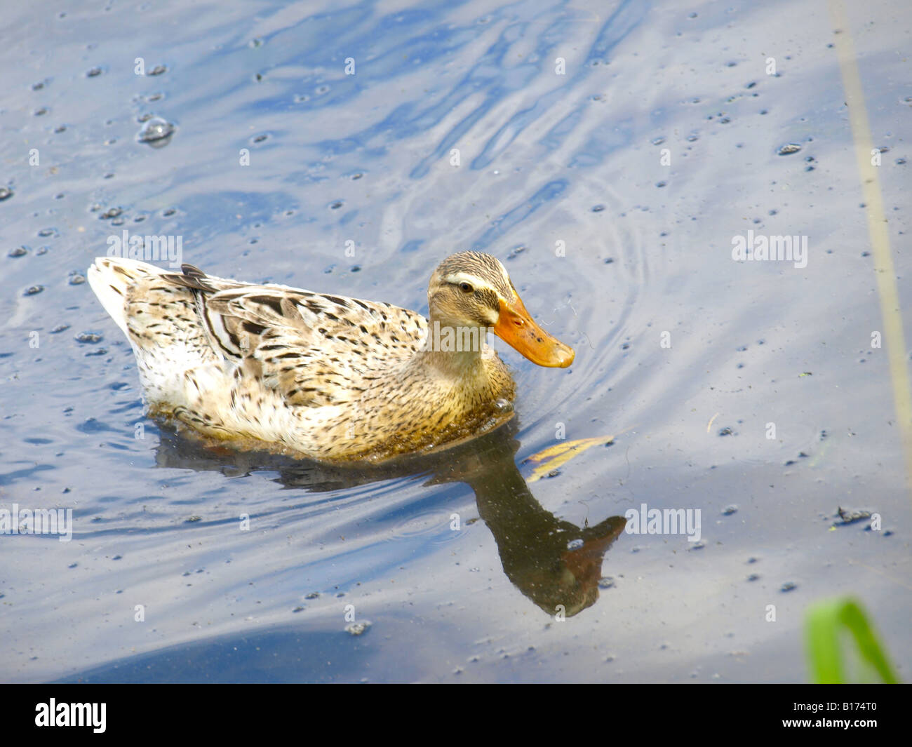 Duck at pond hi-res stock photography and images - Alamy
