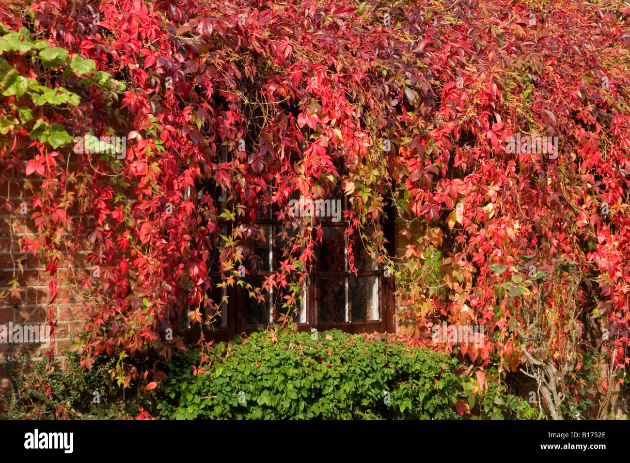 Ivy Clad Building Stock Photo - Alamy