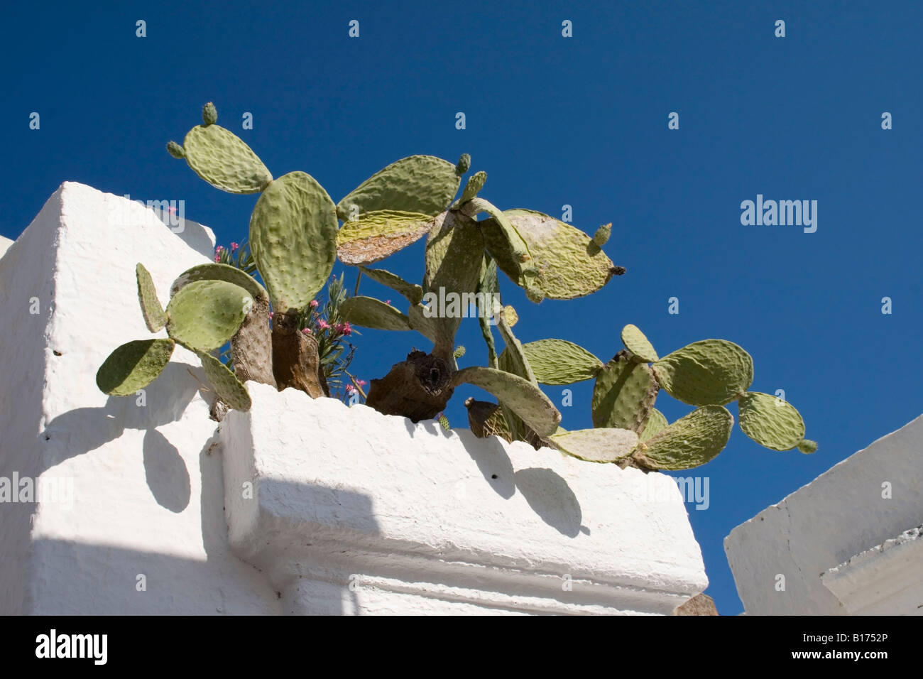 Lindos cactus hi-res stock photography and images - Alamy
