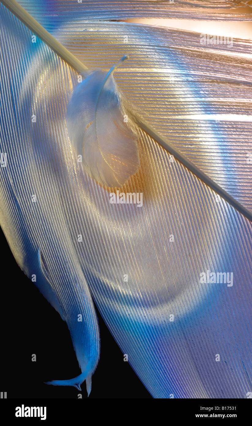 two feather isolated Stock Photo - Alamy