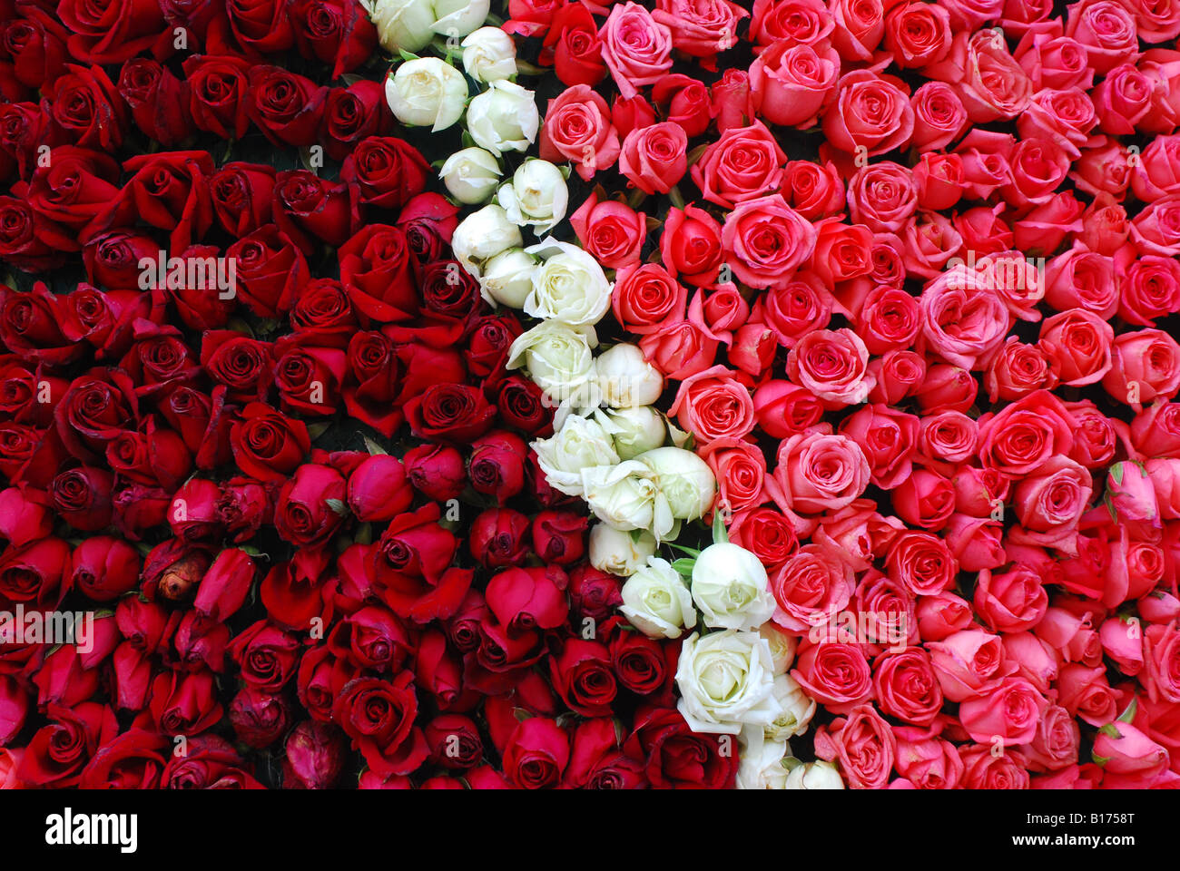 Assortment of roses Stock Photo - Alamy