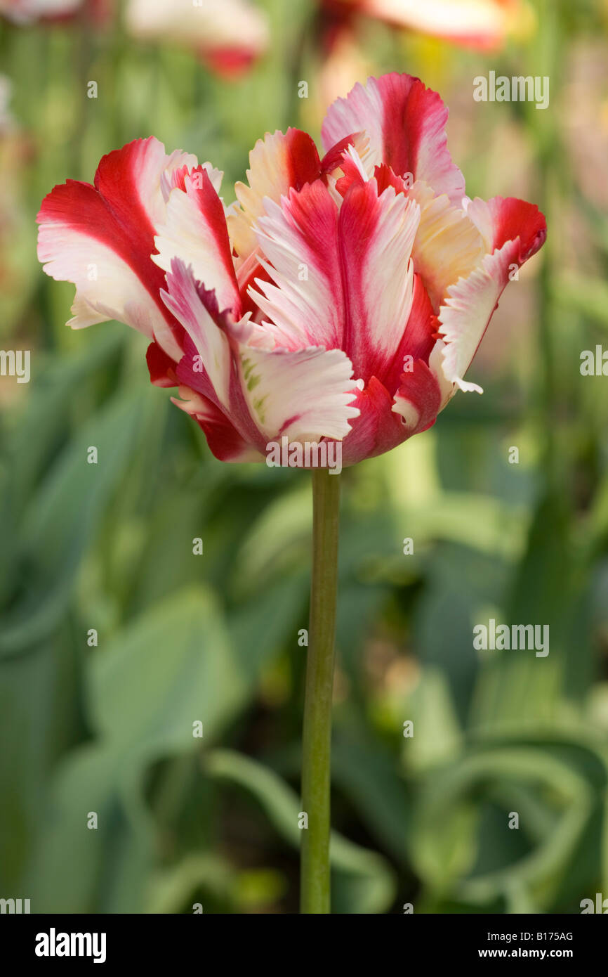 Tulip, Tulipa 'Flaming Parrot' Stock Photo - Alamy