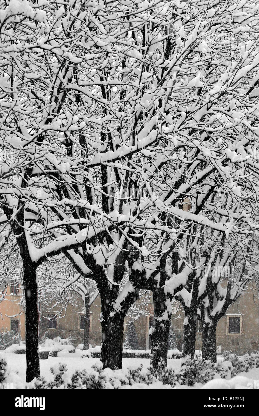 Trees with snow Stock Photo - Alamy