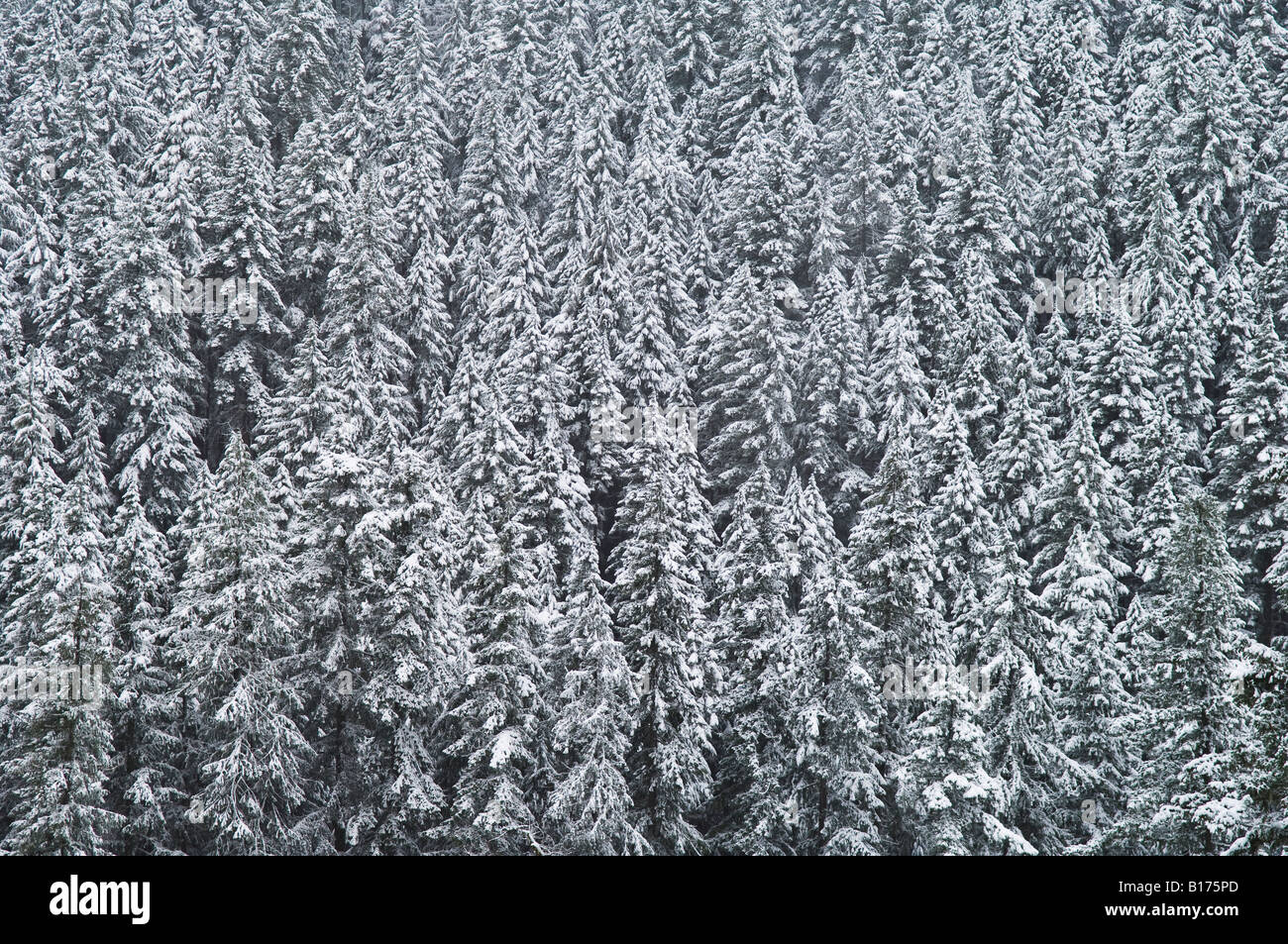 Snow covered coniferous forest Willamette Pass Cascade Mountains Oregon ...