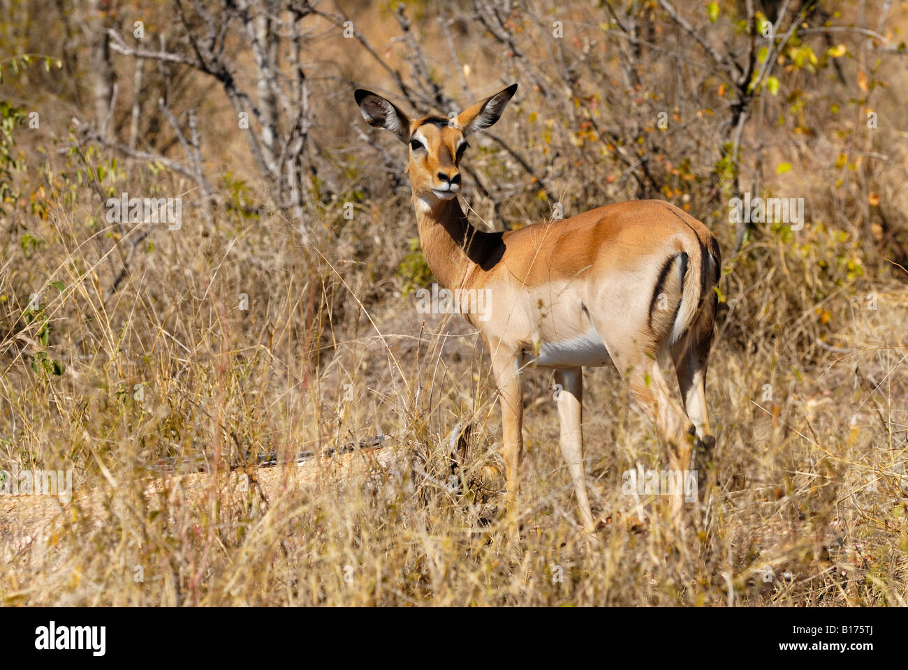 female IMPALA, AEPYCEROS MELAMPUS MELAMPUS, KRUGER NATIONAL PARK, SOUTH ...