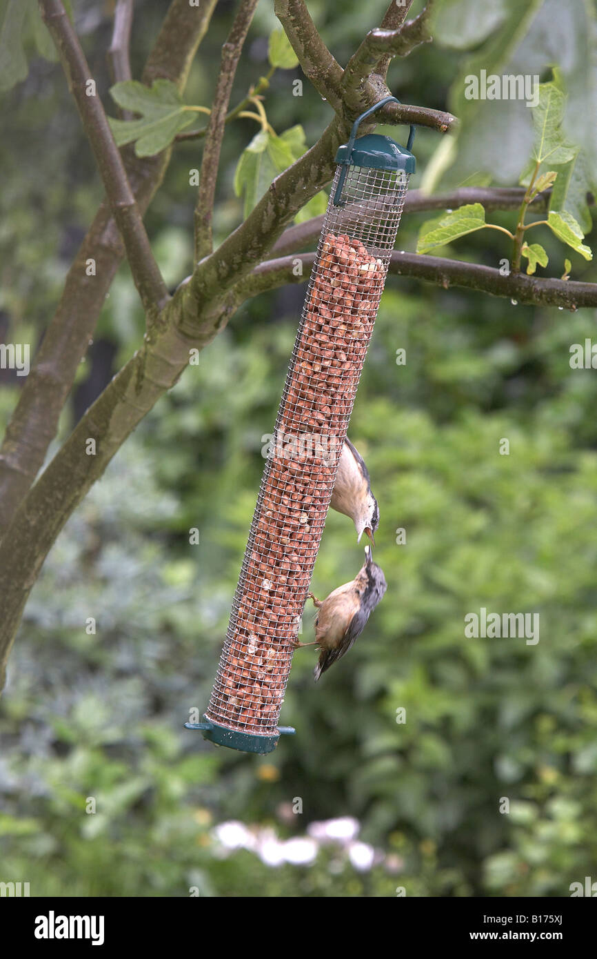 NUTHATCH FEEDING IT'S BABY ON A GARDEN BIRD FEEDER Stock Photo - Alamy