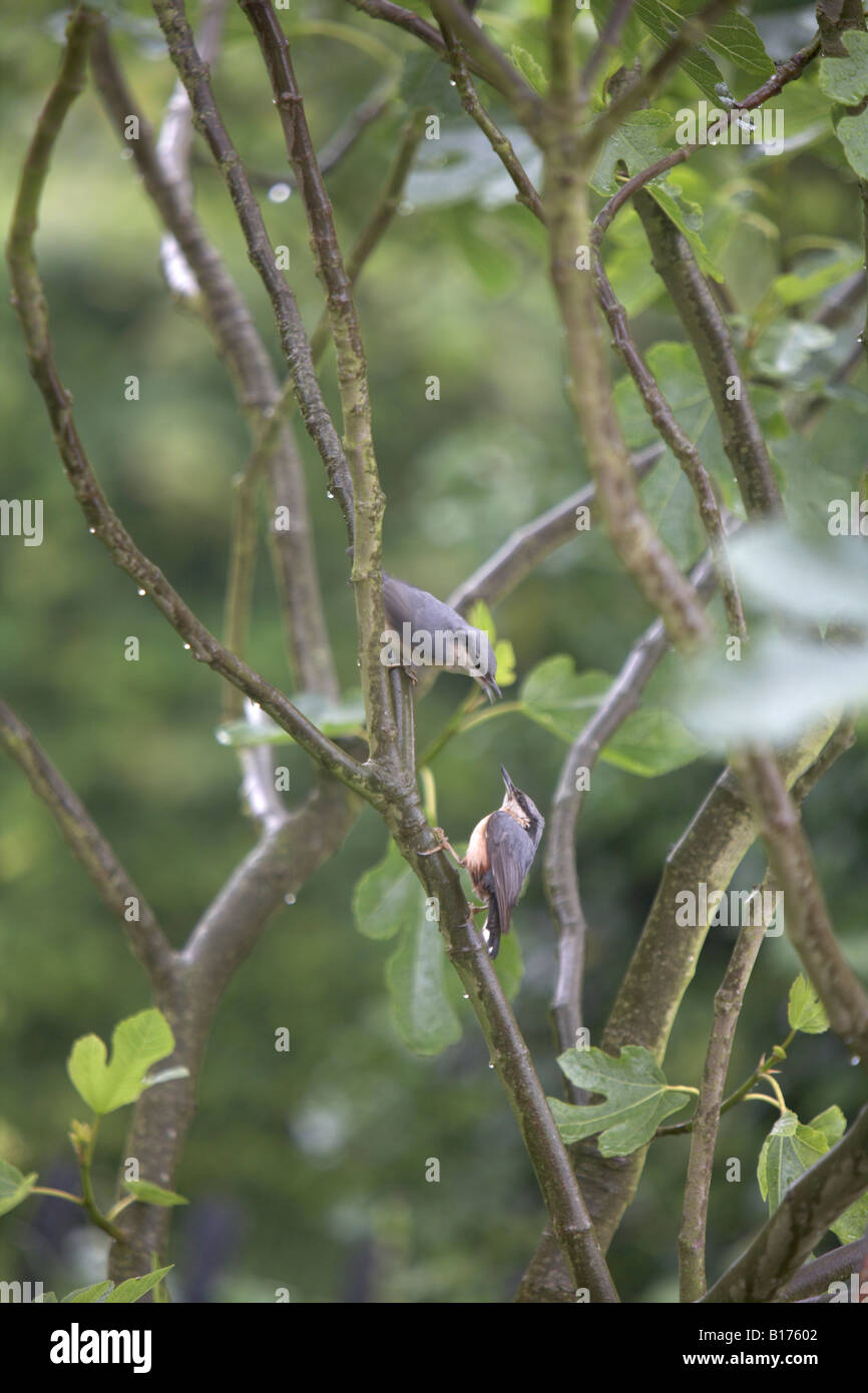 Baby nuthatch hi-res stock photography and images - Alamy