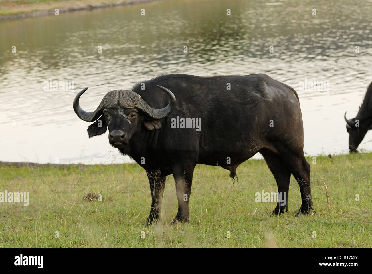 AFRICAN BUFFALO, Syncerus caffer, Kruger National Park, South Africa ...