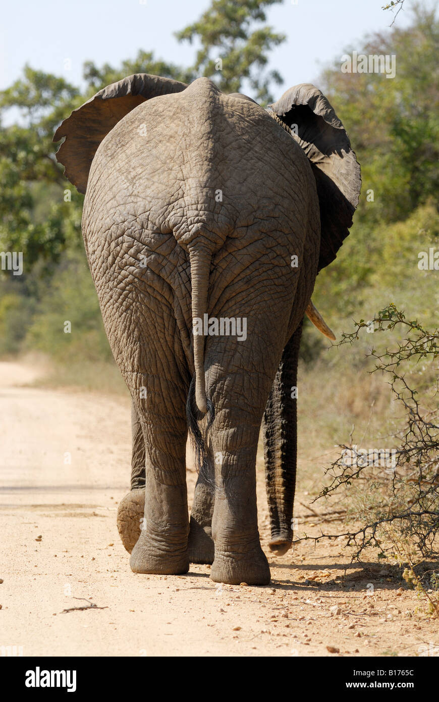 African Elephant backside rump, Loxodonta africana, KRUGER NATIONAL ...
